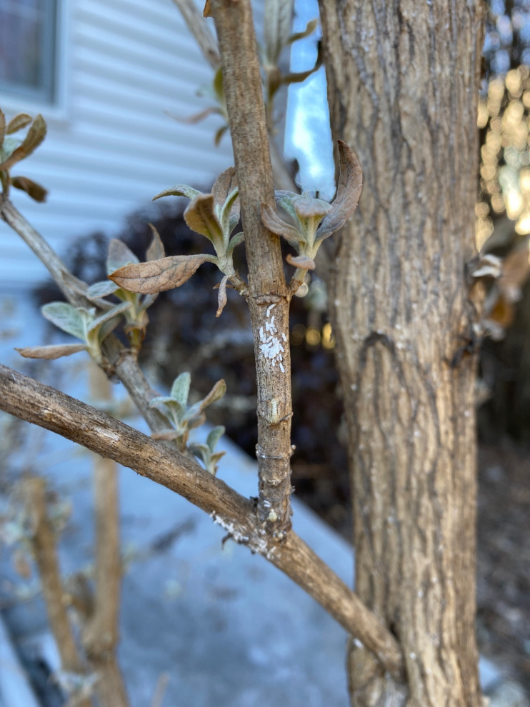 Winter butterfly bush pest?