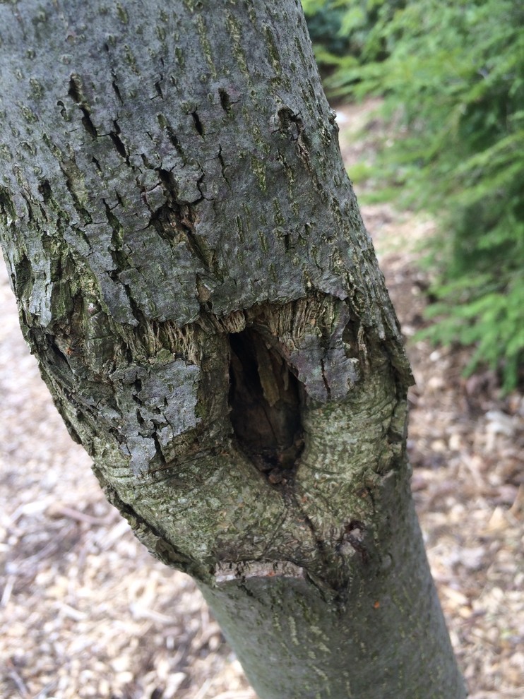 Would you buy a tree with this wound on the trunk?