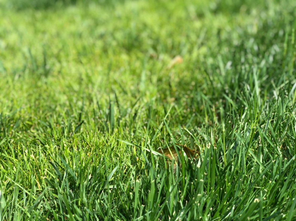 Grass identification and guidance (TTTF and KBG?)