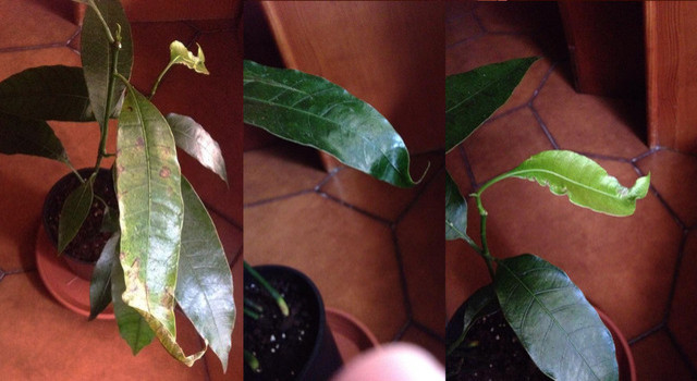 Mango tree leaves curling?