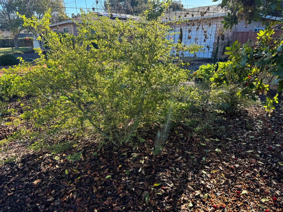 Ceanothus 'Dark Star' seedlings--Zones 10a-9b
