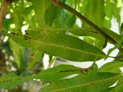 Mango spots are Anthracnose fungus?