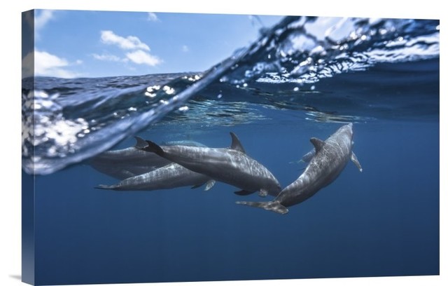 "Dolphins" Stretched Canvas Giclee by Barathieu Gabriel, 18x12", 18"x12 ...