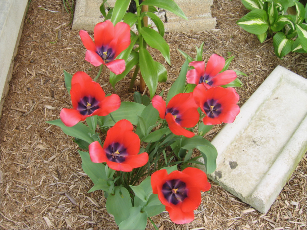 tulip identification
