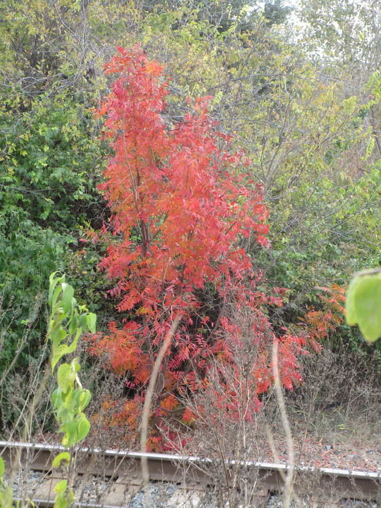 Prairie Flameleaf Sumac?