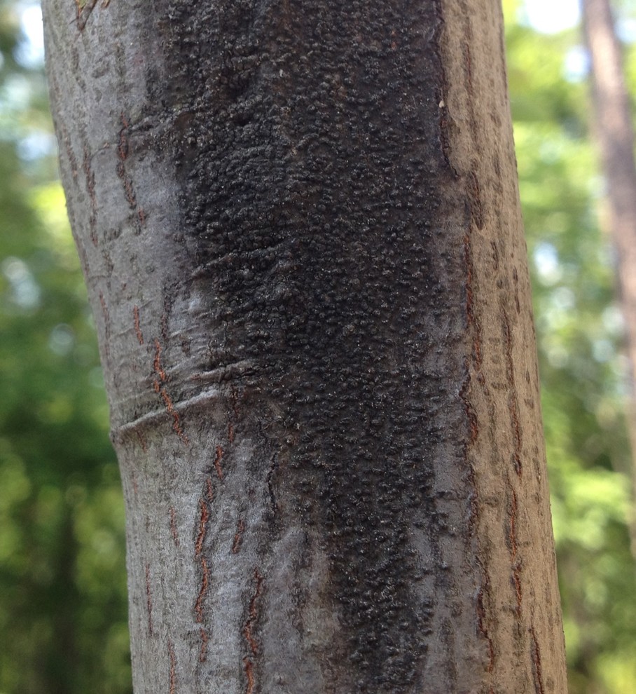 Serviceberry- Is this a disease?