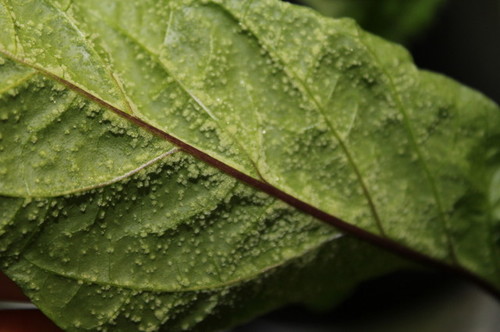 Pepper Leave Curling/Bumps on bottom