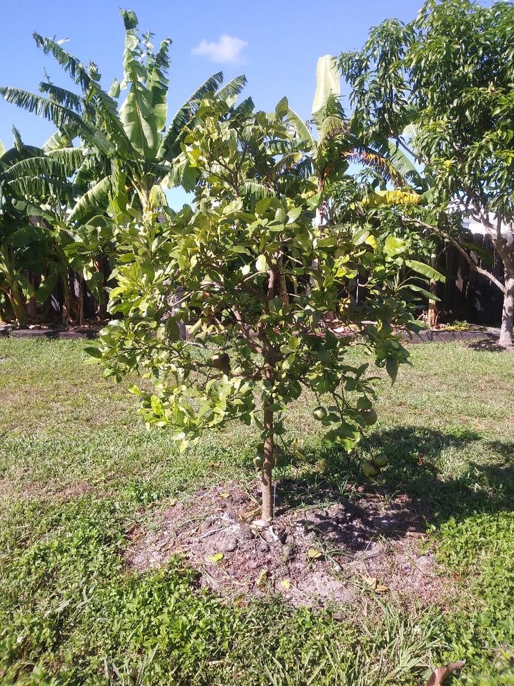 What's happenin' with my baby Ruby red grapefruit tree