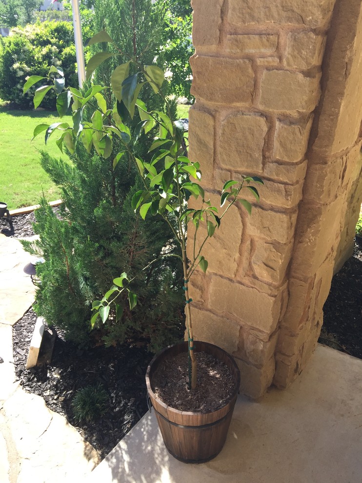 Citrus tree not growing!