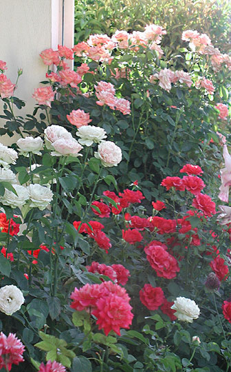 Gemini tree and small slice