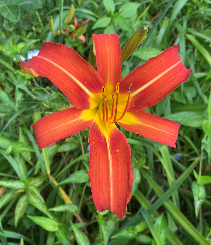 Blooming on a sticky Friday