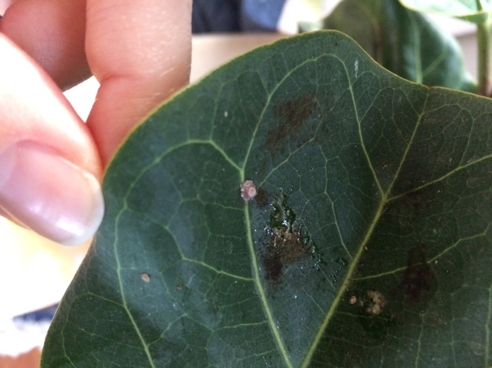 Unknown Fiddle Leaf Fig Pest?