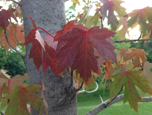 Sunset Maple turning red in summer