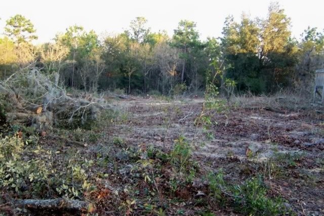 Pictures; Clearing trees for my nut grove & Solar