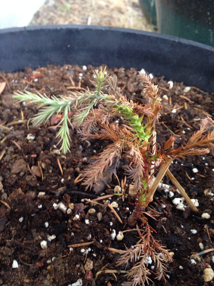 Potted giant sequoia not doing well | Houzz Forum