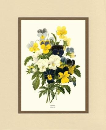 Vintage Botanical Flower Art : Pansy, 5x7 Print - Traditional - Prints ...