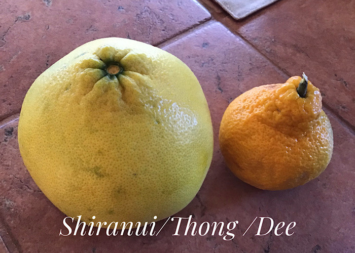 What about Shiranui?