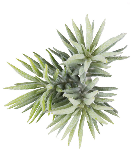 Vickerman 5" Seneco, Set of 3, 5" - Contemporary - Artificial Plants ...