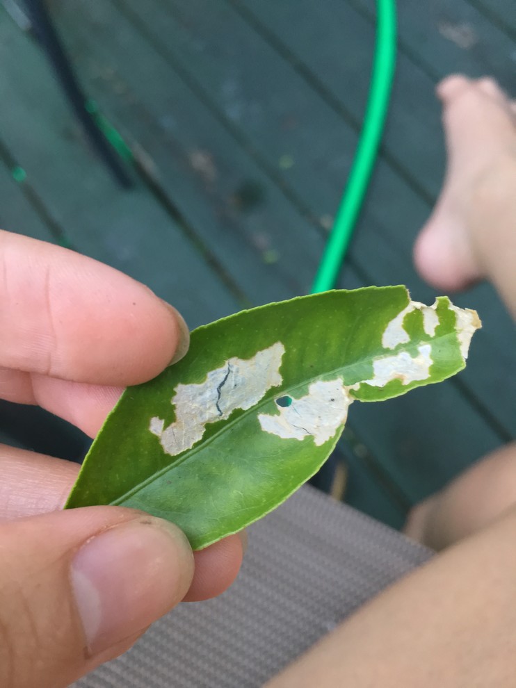 White blotchy spots on Meyer lemon tree?