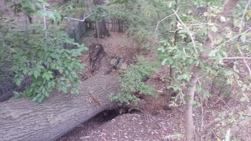 What To Fill Tree Trunk/Root Hole With?