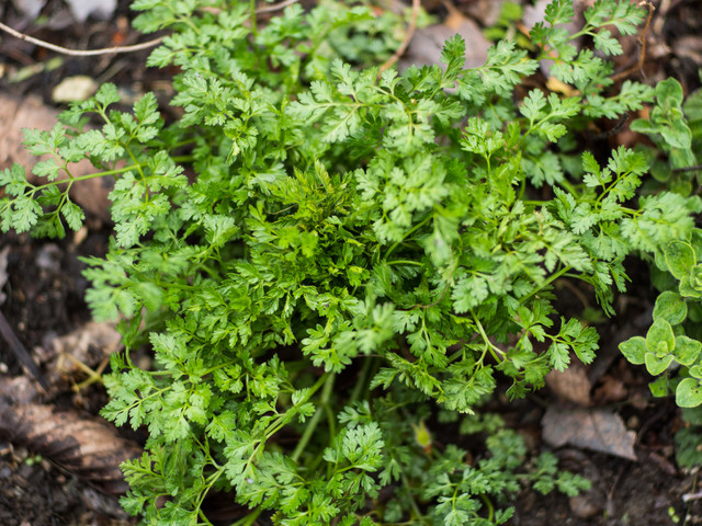Herb Garden Essentials: Discover Delicate Chervil