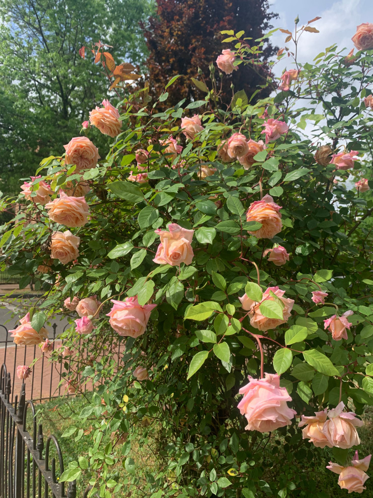 Can anyone help identify this rose? Zone 7a