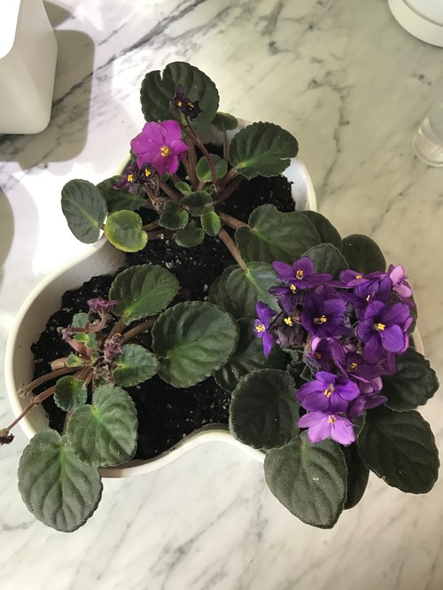 How to Prune African Violets