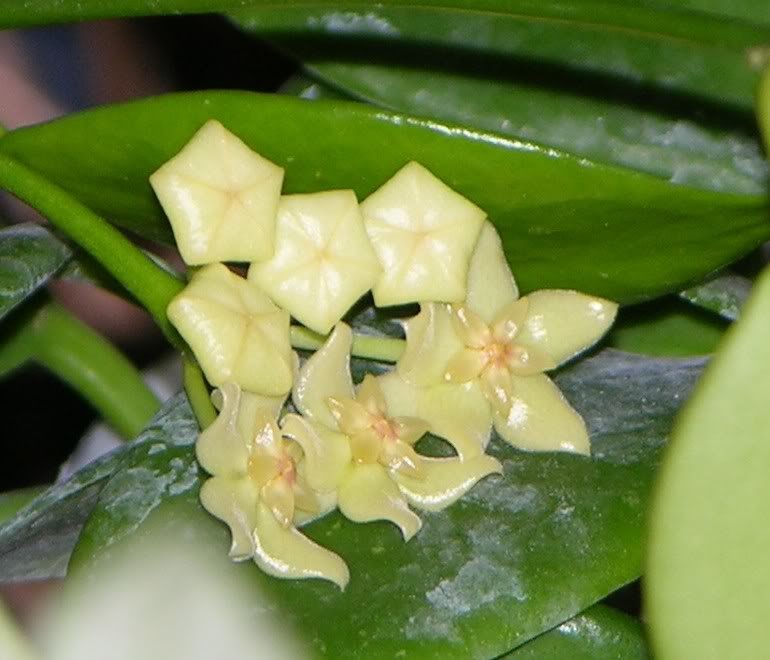 Hoya diptera