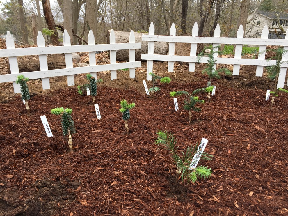 Season 2 - Grafting Conifer Results | Houzz Forum