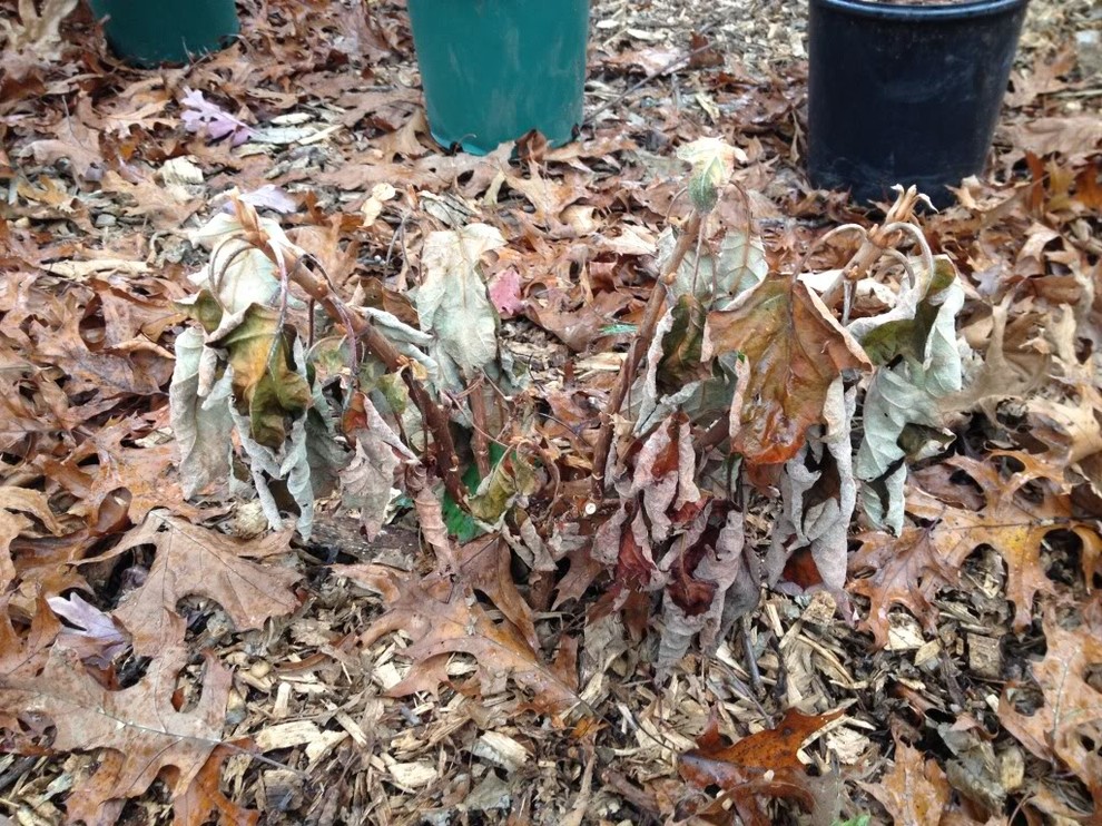 Wilting oak leaf hydrangea | Houzz Forum