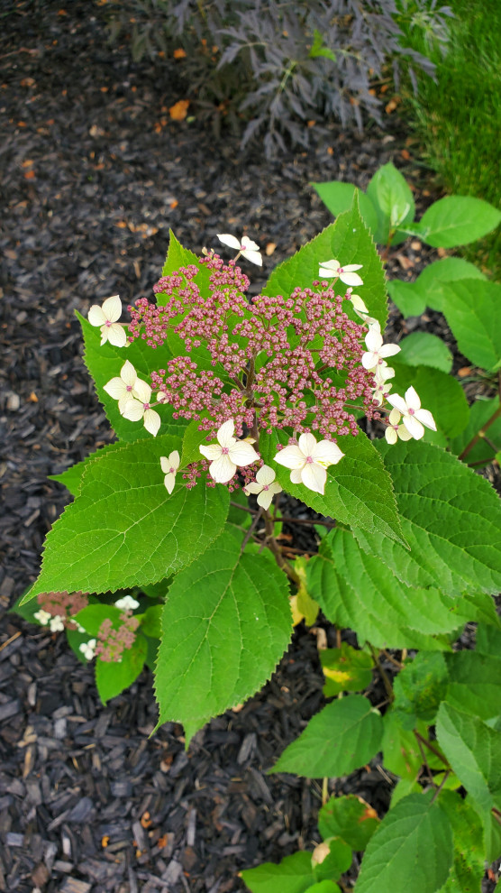Disappointment with Invincibelle Lace hydrangea!