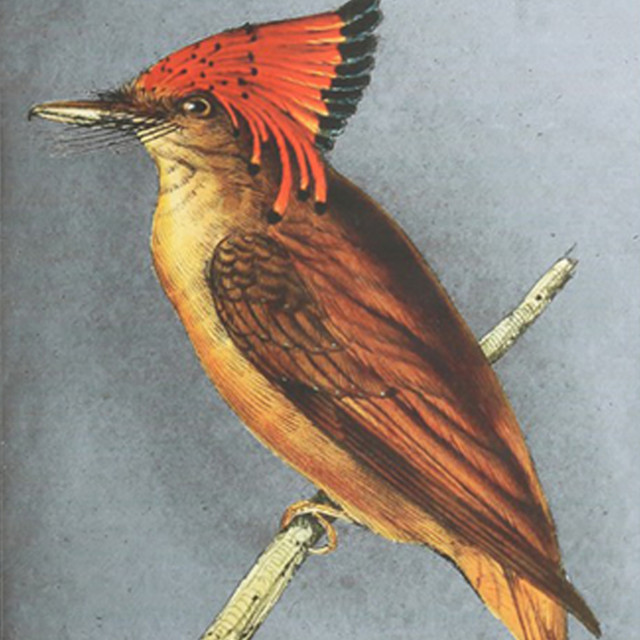 Rectangular Wooden Wall Art with Cardinal Birds, Assortment of 4, Gray ...