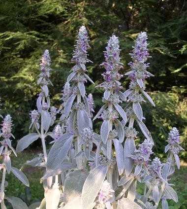Frilly White Fuzzy Leaves And Flowers White Flower Meaning, Types And