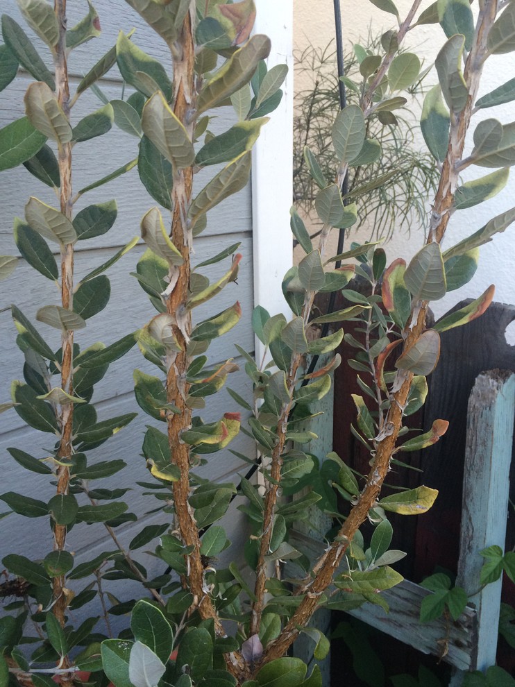 Feijoa leaves turning yellow to brown