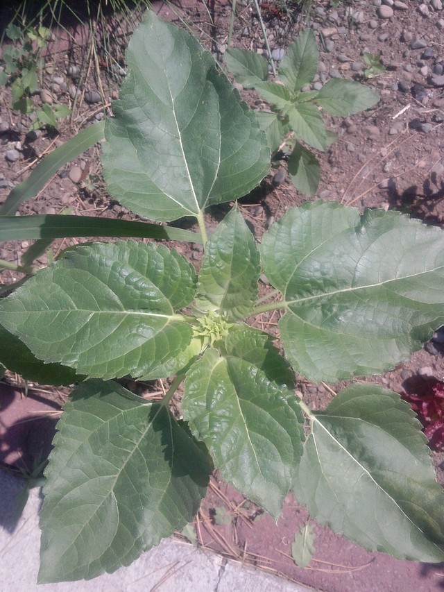 Plant with fuzzy stem.