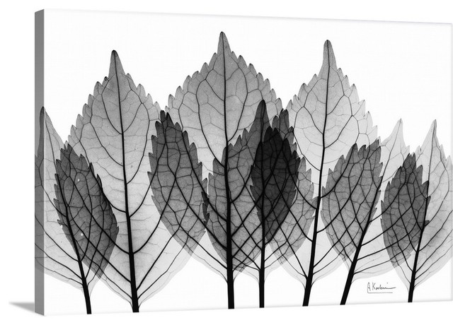 X-Ray Leaves II x-ray photography Wrapped Canvas Art Print ...