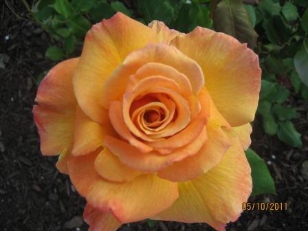 Tahitian Sunset Rose