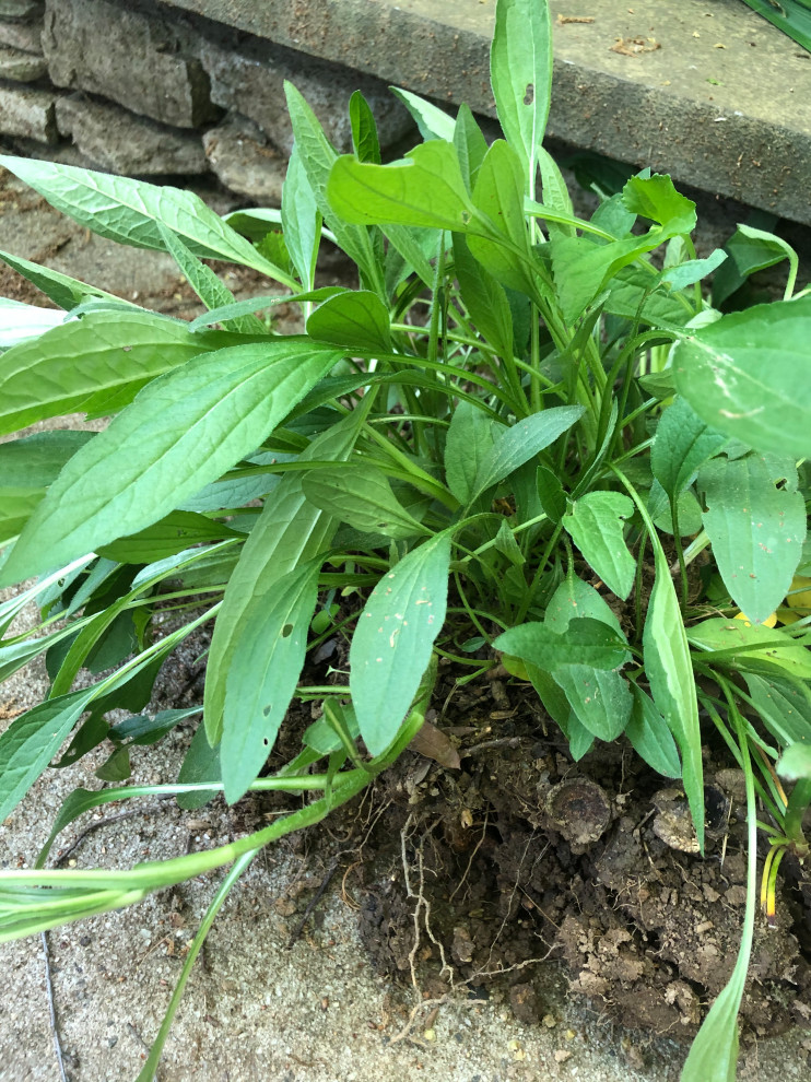 Neighbor Giveaway Plant Identification #1