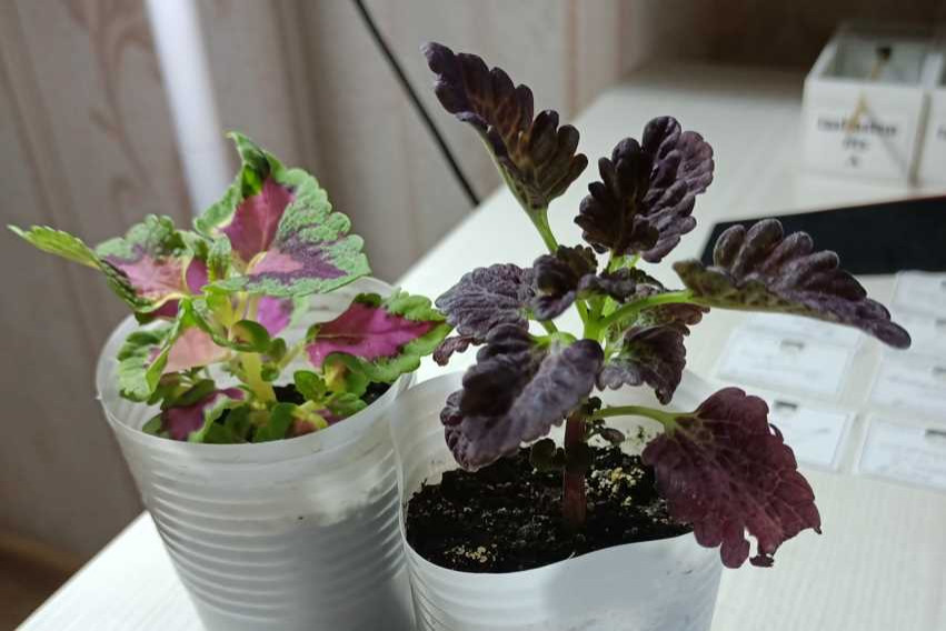 What kind of plant? | Houzz Forum