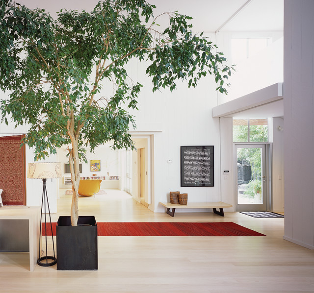 How to Grow a Happy Ficus