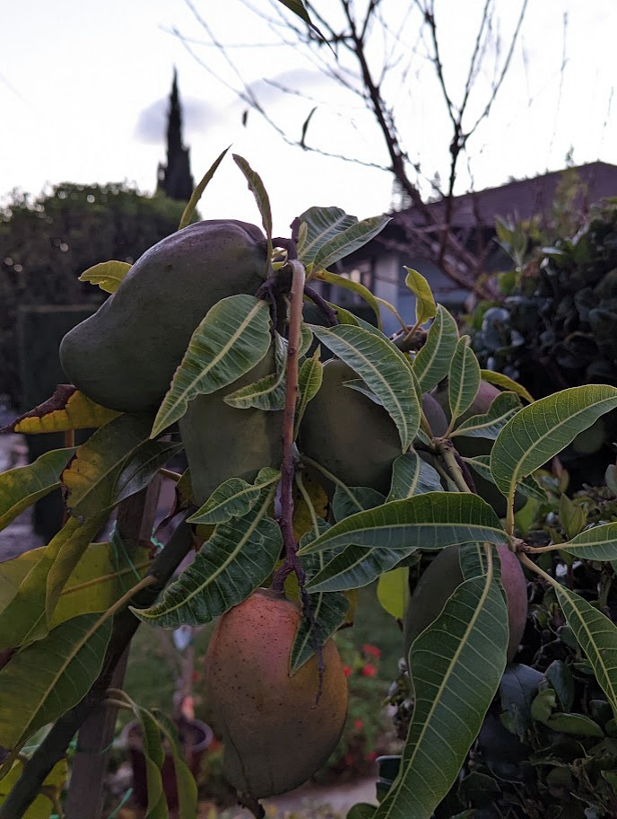 Growing Mangoes in northern California - My Mango Tree in Zone 10A