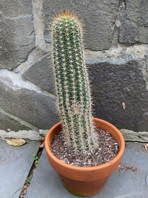 What are these bumps on my cactus?