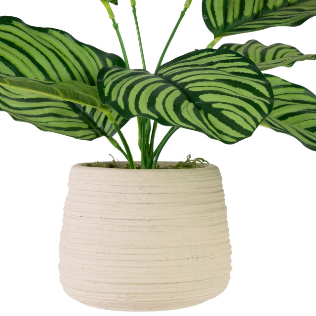 13" Artificial Arrowroot Plant, Beige Ceramic Pot - Modern - Artificial ...
