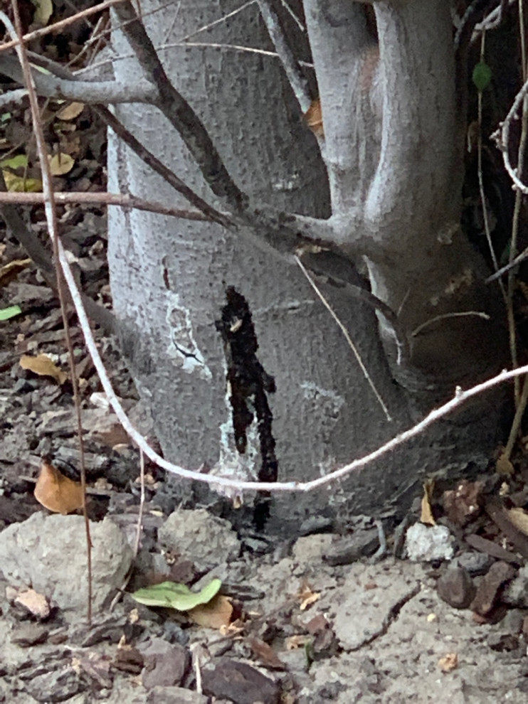 Black soot dripping out of my silver sheen trees. What is it?