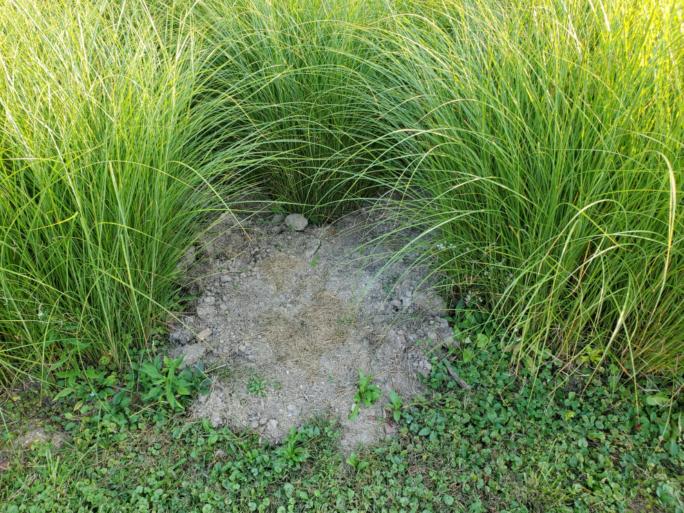 Increase the ground level around my ornamental grasses