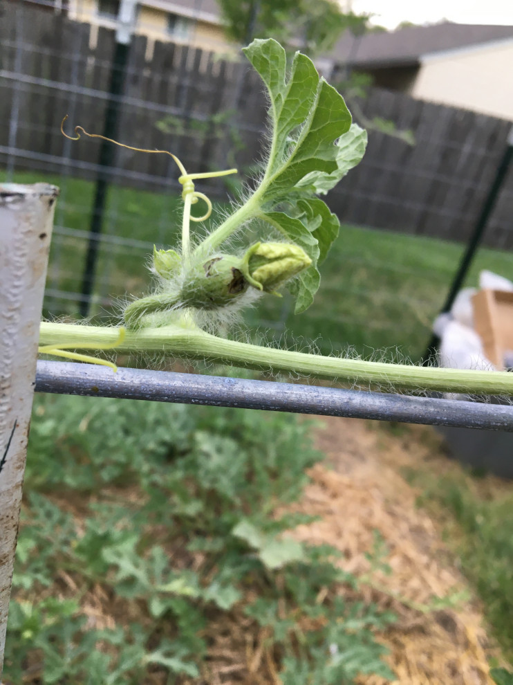 Watermelon damage ID