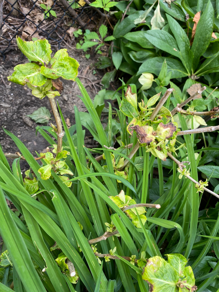 Hydrangea looking mysteriously sick