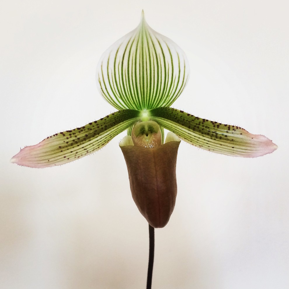Paph. Supersuk 'Eureka' x Paph. Raisin Pie 'Hsinying'