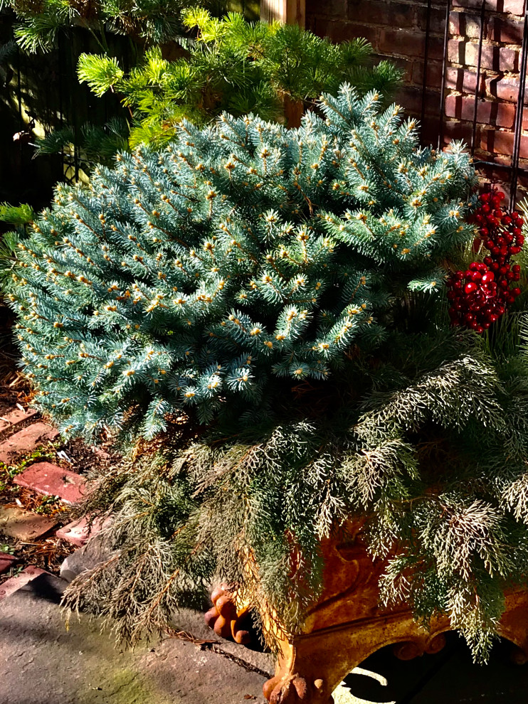 Top Cold-Hardy Evergreens for Container Gardens