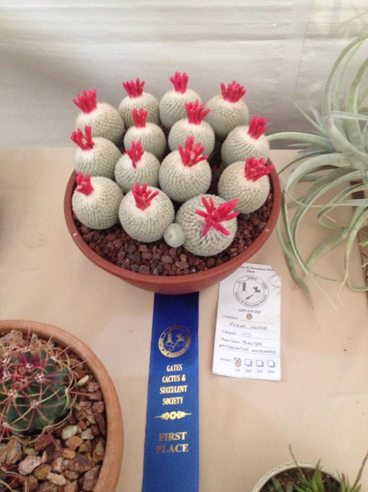 Succulent/Cacti Winners @ Gates